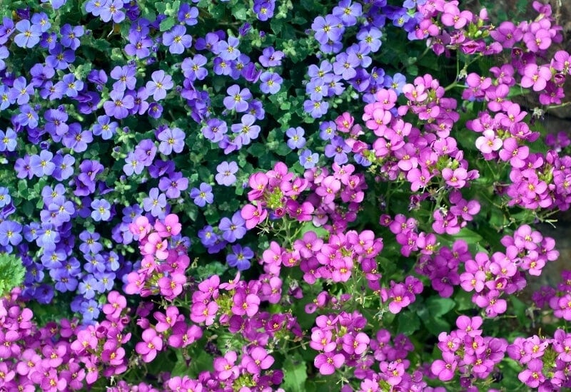 30 Flowering Ground Covers For Adding Color To Your Landscape
