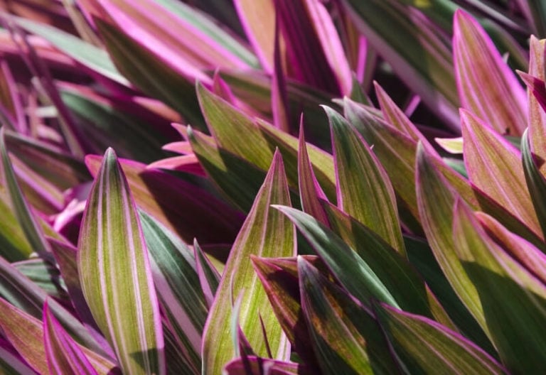 Moses In The Cradle Plant: How To Care For Tradescantia Spathacea