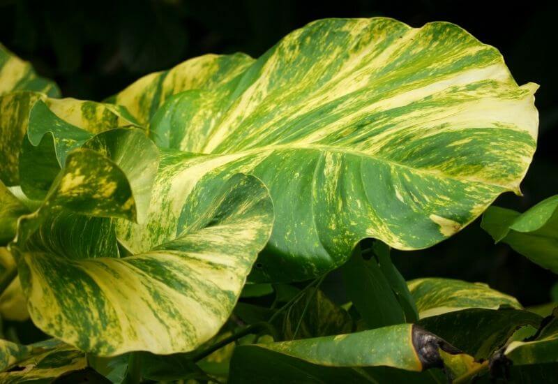 Types Of Pothos: 12 Recommended Varieties To Grow Indoors