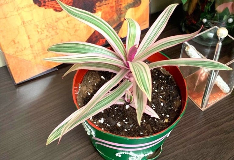 Moses In The Cradle Plant: How To Care For Tradescantia Spathacea