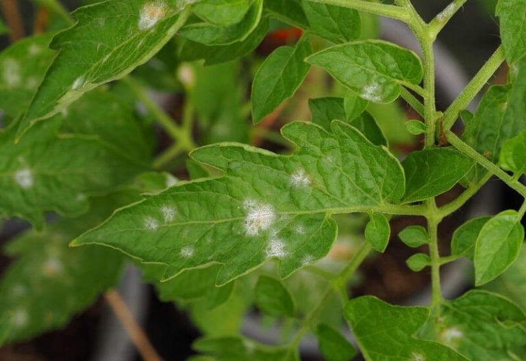 How To Identify, Prevent And Treat Powdery Mildew On Plants