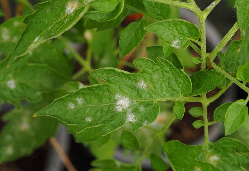 How To Identify, Prevent And Treat Powdery Mildew On Plants