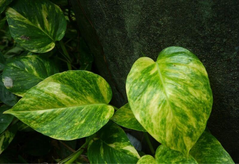 Types Of Pothos: 12 Recommended Varieties To Grow Indoors