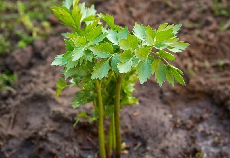 17 Edible Perennial Vegetables To Plant Once & Grow Forever