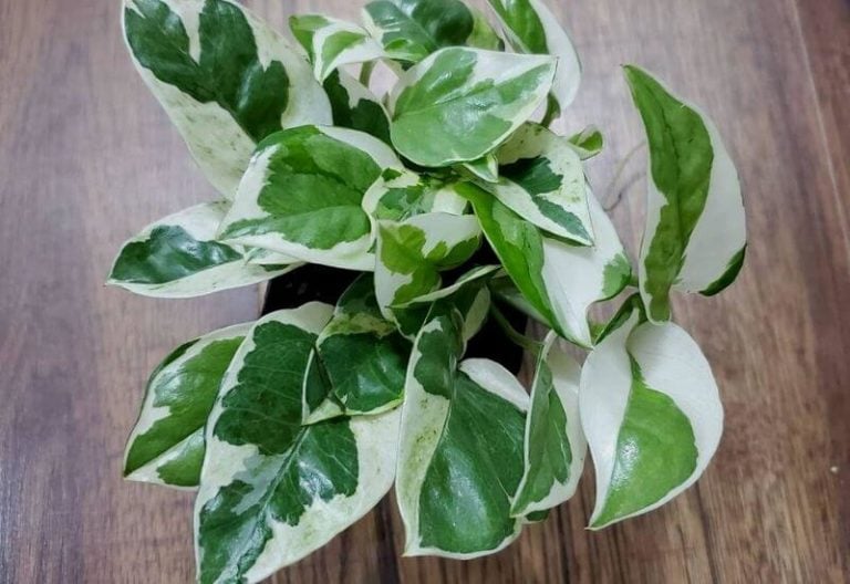 Types Of Pothos: 12 Recommended Varieties To Grow Indoors