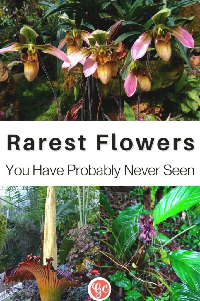 20 Rarest Flowers In The World And Where To Find Them