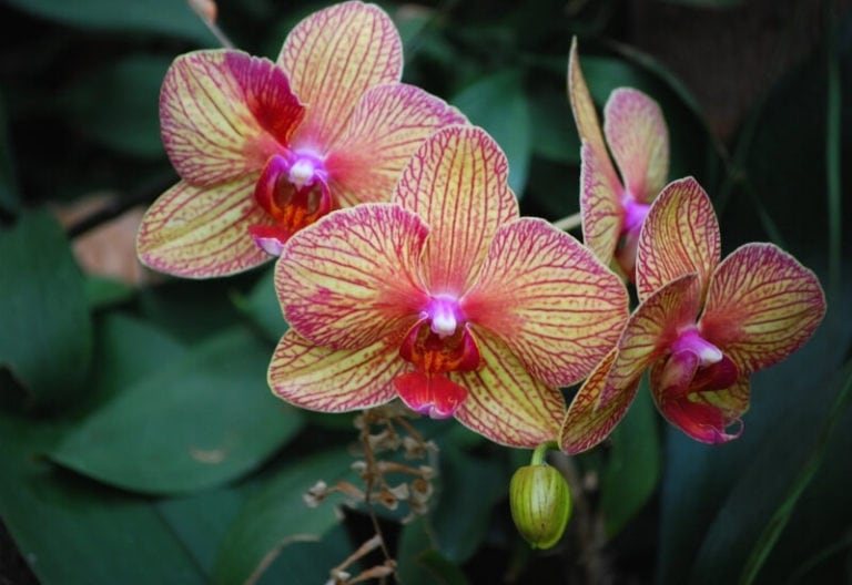 20 Rarest Flowers In The World And Where To Find Them