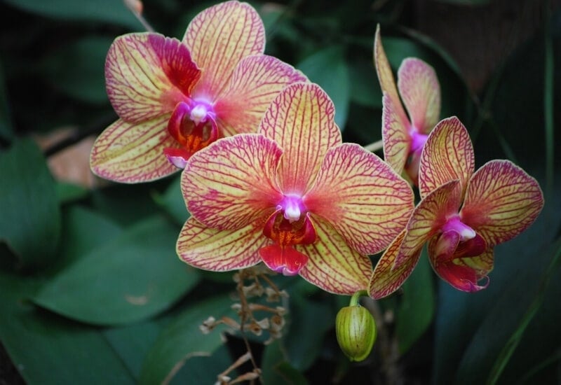 20 Rarest Flowers In The World And Where To Find Them