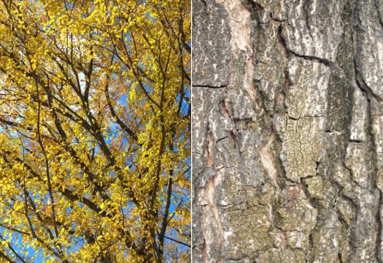 How To Identify Types Of Elm Trees By The Leaves And Barks