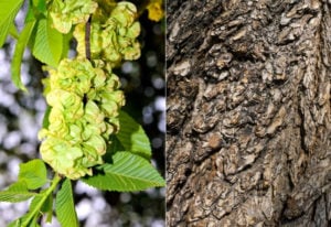 How To Identify Types Of Elm Trees By The Leaves And Barks