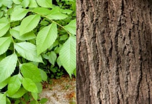 How To Identify Types Of Elm Trees By The Leaves And Barks