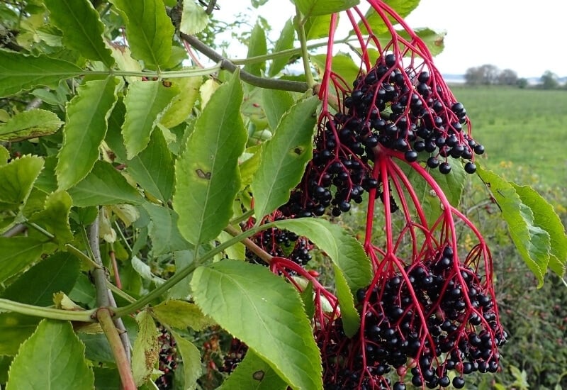 14 Best Elderberry Bush Varieties To Grow In Your Landscape