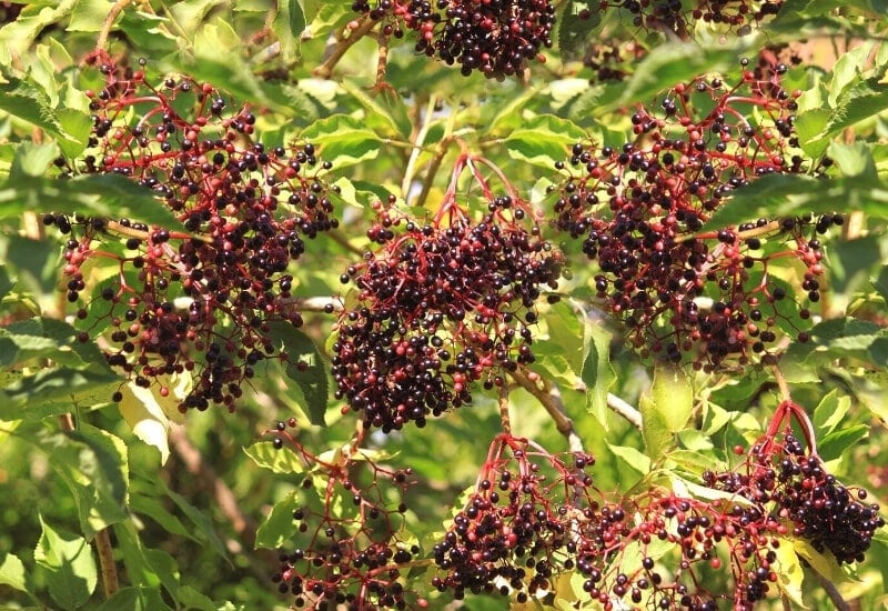 14 Best Elderberry Bush Varieties To Grow In Your Landscape