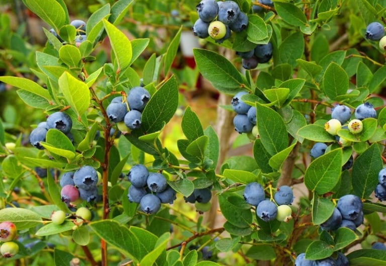 10 Best Blueberry Varieties For Home Gardeners - Gardening Chores