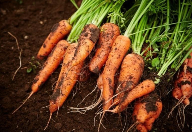 20 Winter Vegetables To Plant In Your Cool Season Garden