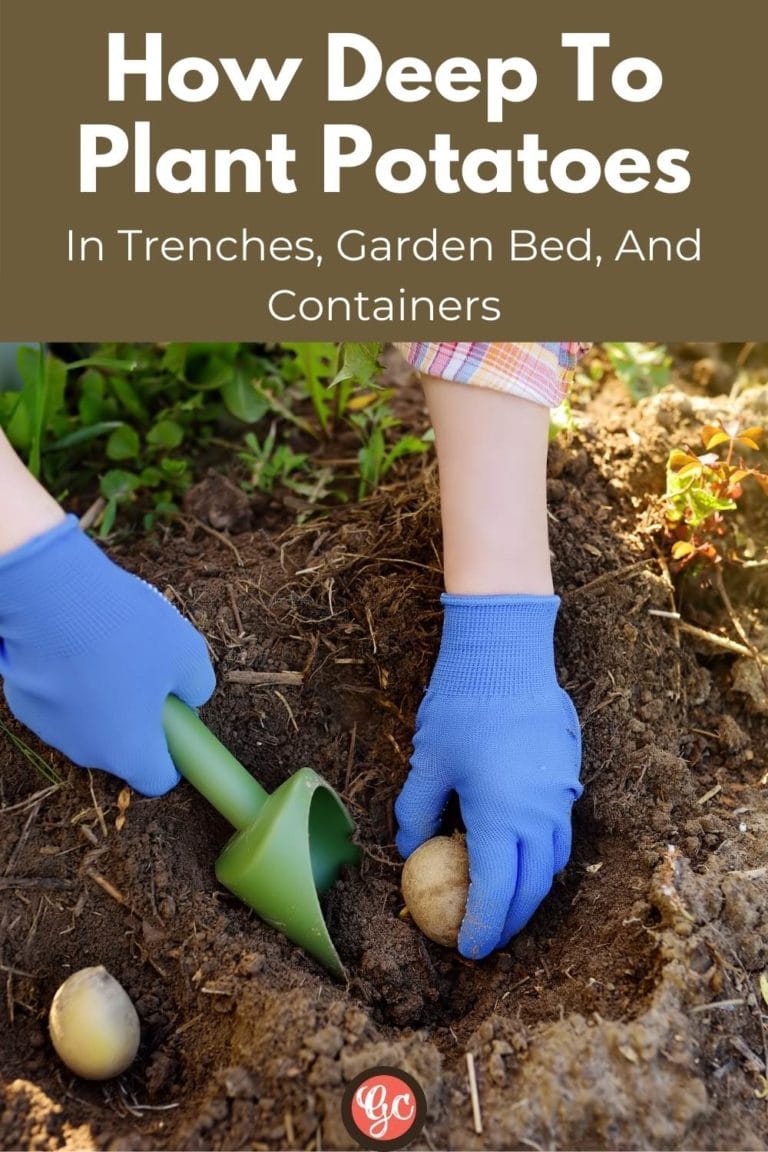 How Deep To Plant Potatoes in Trenches, Garden Bed, & Containers