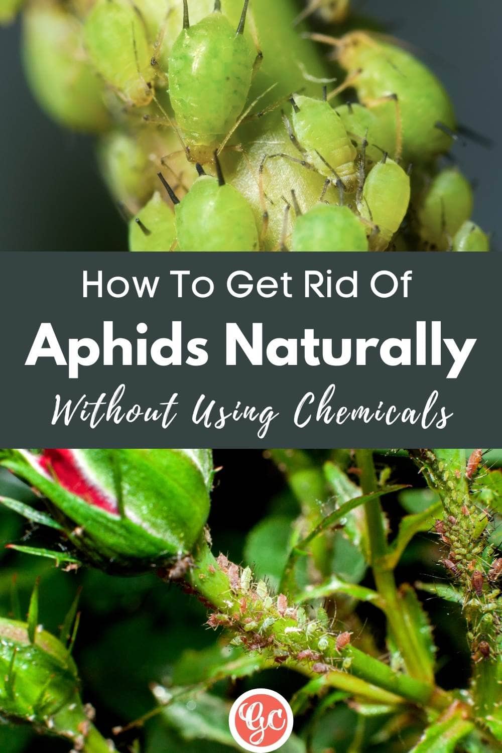 Aphid Control Options: How To Identify & Get Rid Of Aphids Naturally