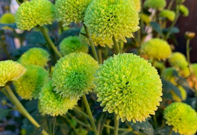16 Types Of Chrysanthemum Flowers For Fall Color To Your Garden