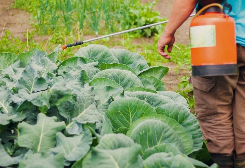 How To Identify And Get Rid Of Cabbage Worms In Your Garden