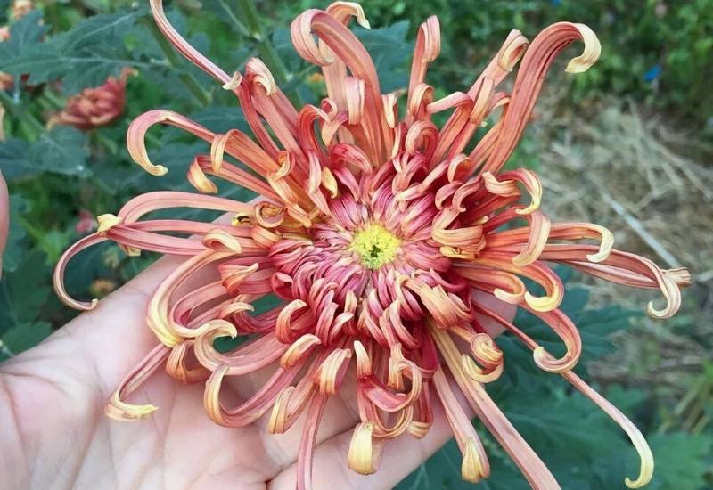 16 Types Of Chrysanthemum Flowers For Fall Color To Your Garden