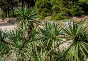 18 Unusual Yucca Plant Varieties With Care Tips - Gardening Chores