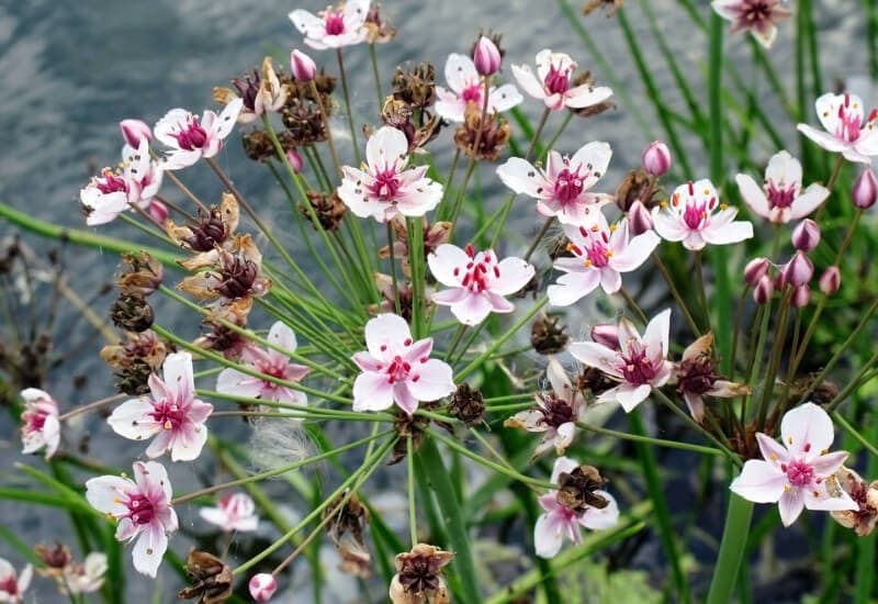 16 Best Aquatic Pond Plants For Your Functional Water Garden