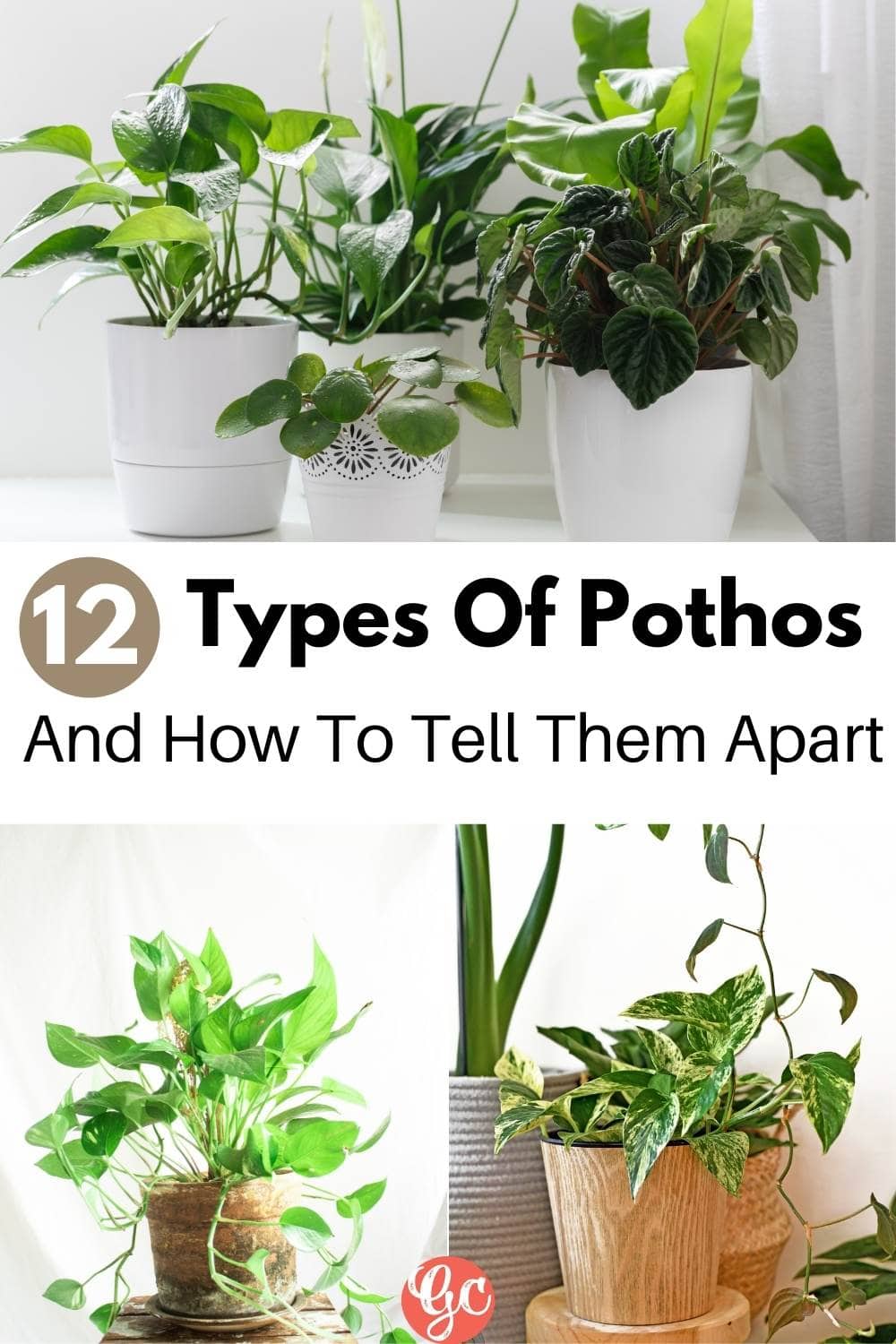 Types Of Pothos: 12 Recommended Varieties To Grow Indoors