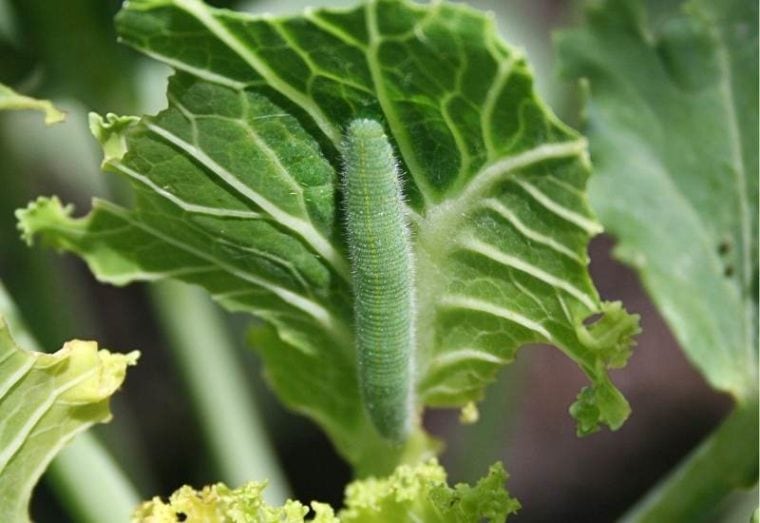 How To Identify And Get Rid Of Cabbage Worms In Your Garden