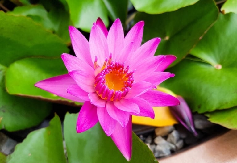 16 Best Aquatic Pond Plants For Your Functional Water Garden