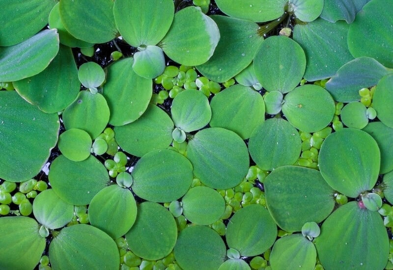 16 Best Aquatic Pond Plants For Your Functional Water Garden