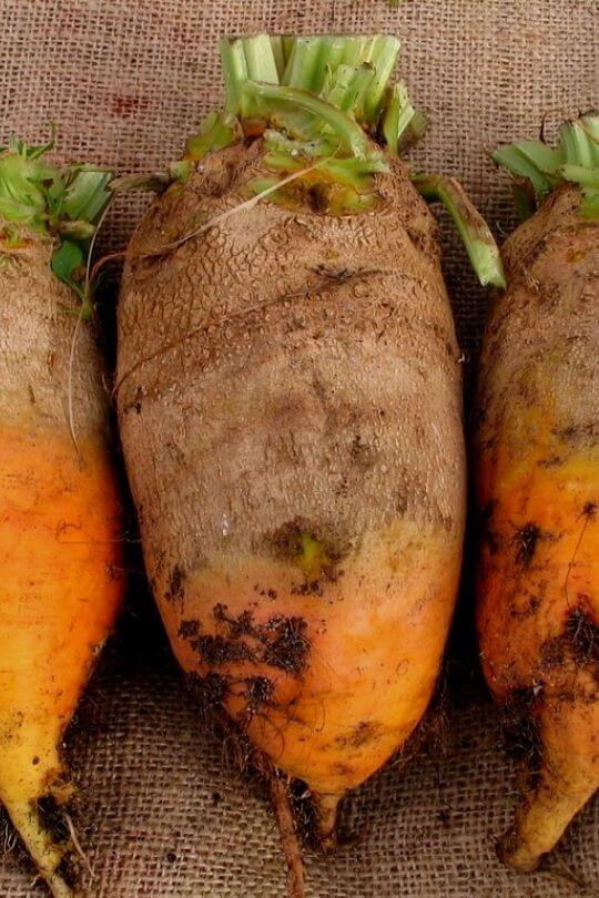 20 Best Type Of Beet Varieties To Grow - Gardening Chores