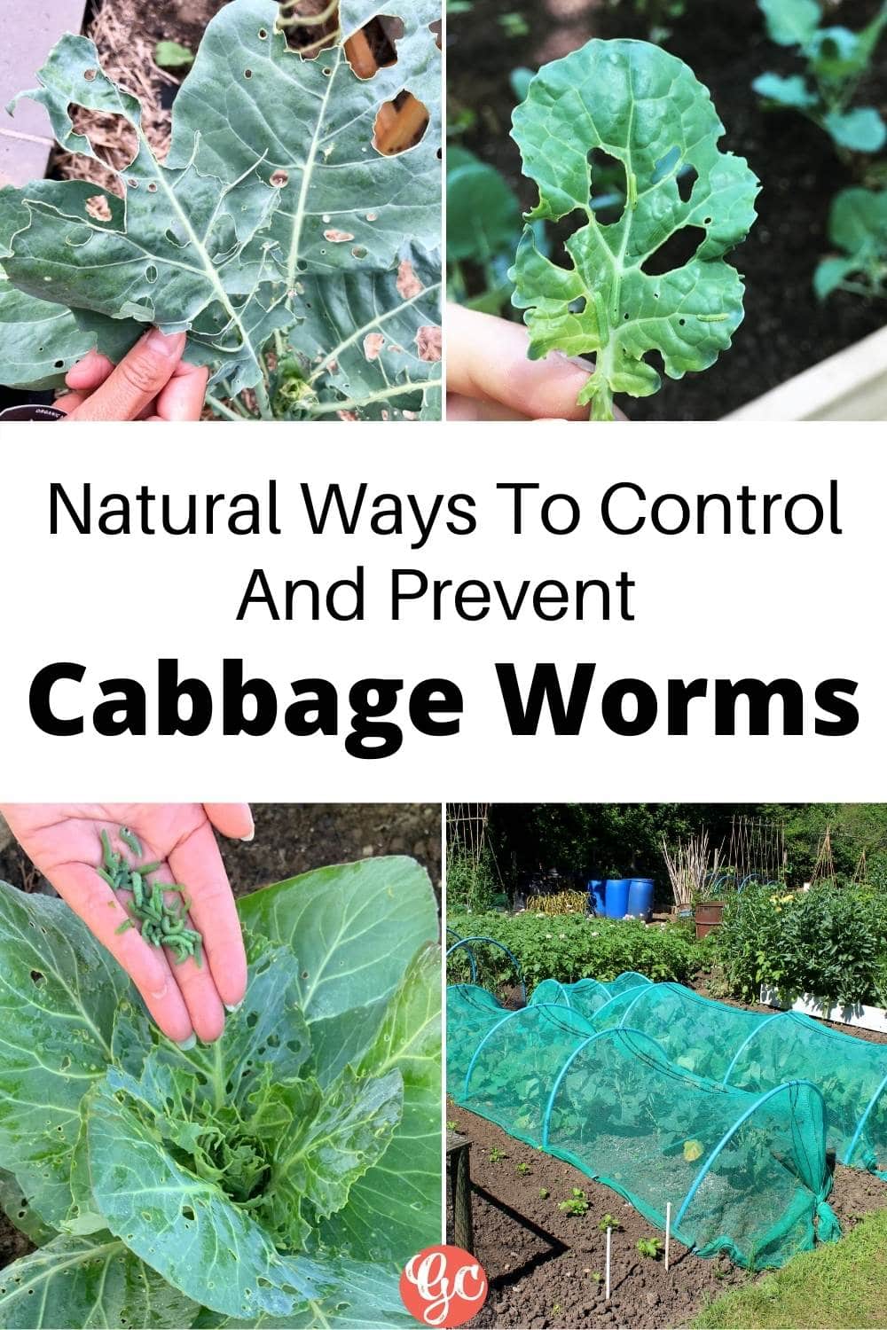 How To Identify And Get Rid Of Cabbage Worms In Your Garden
