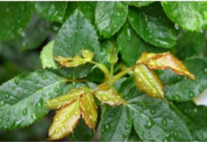 7 Reason For Rose Leaves Turning Yellow & What To Do About It