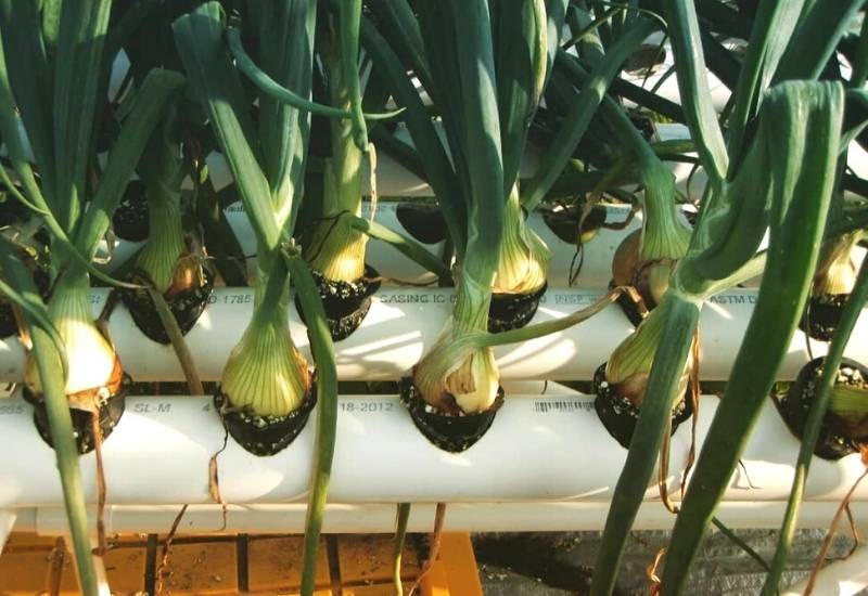 Hydroponic Plants: Best Vegetables, Herbs, & Fruits To Grow Hydroponically