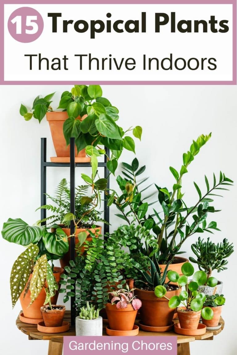 15 Gorgeous Tropical Plants That Thrive Indoors - Gardening Chores