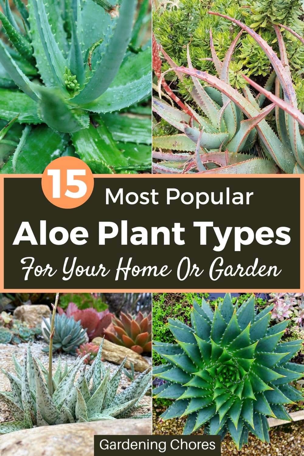 15 Attractive Aloe Plant Types For Your Home And Garden - Gardening Chores
