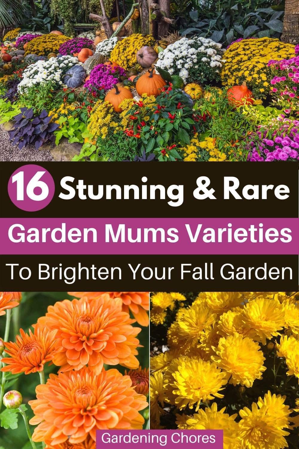 16 Types Of Chrysanthemum Flowers For Fall Color To Your Garden