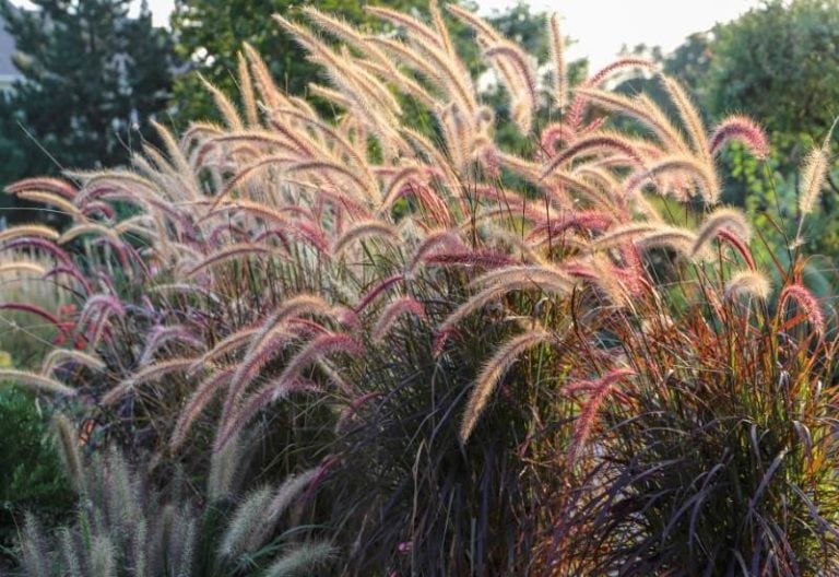 23 Gorgeous Ornamental Grasses To Add Interest In Your Landscape