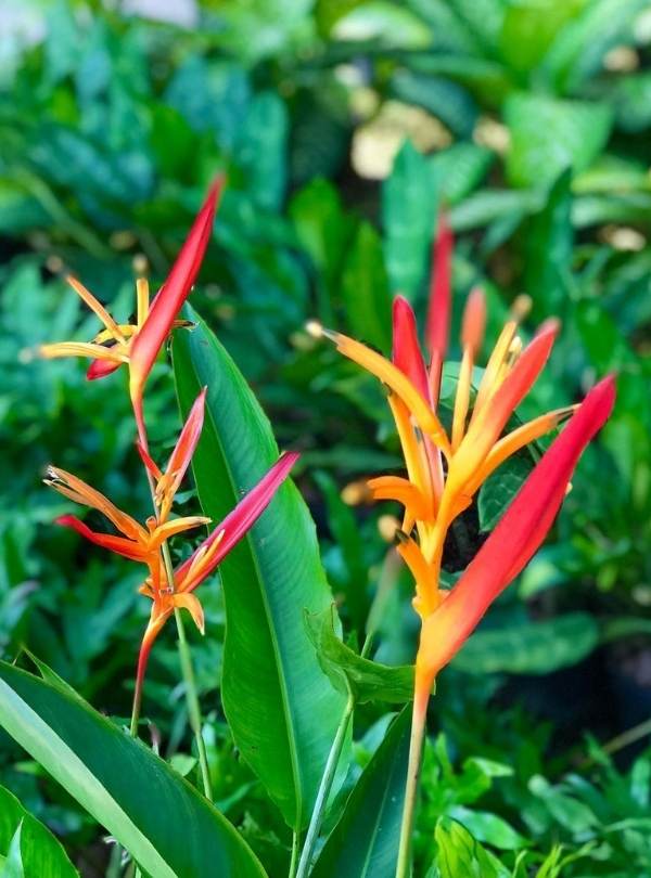 15 Heat-Tolerant Container Garden Plants For Sunny Areas