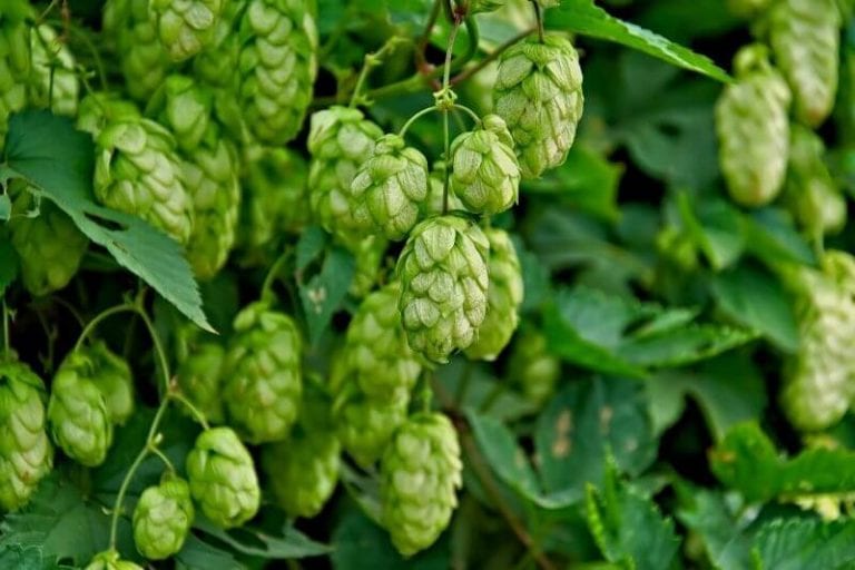 18 Climbing Vegetables & Fruits To Grow Vertically On A Trellis