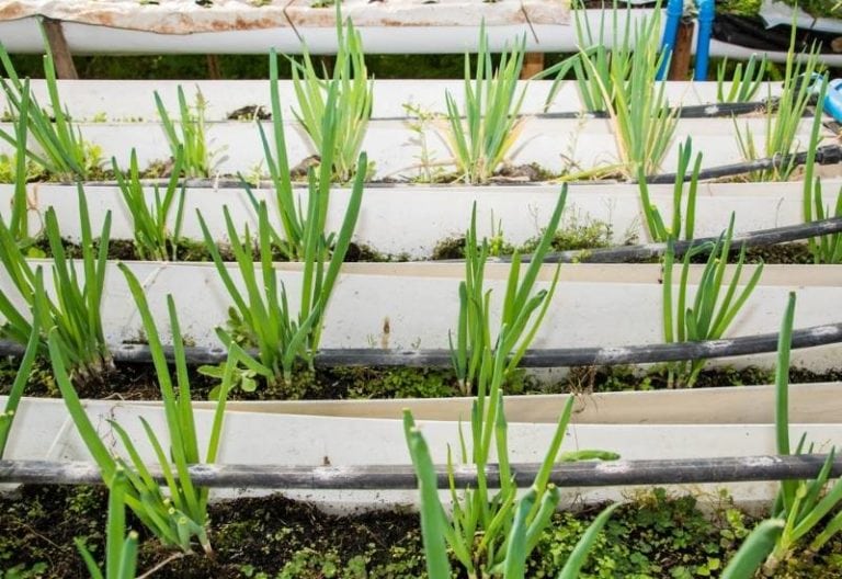 Hydroponic Plants: Best Vegetables, Herbs, & Fruits To Grow Hydroponically