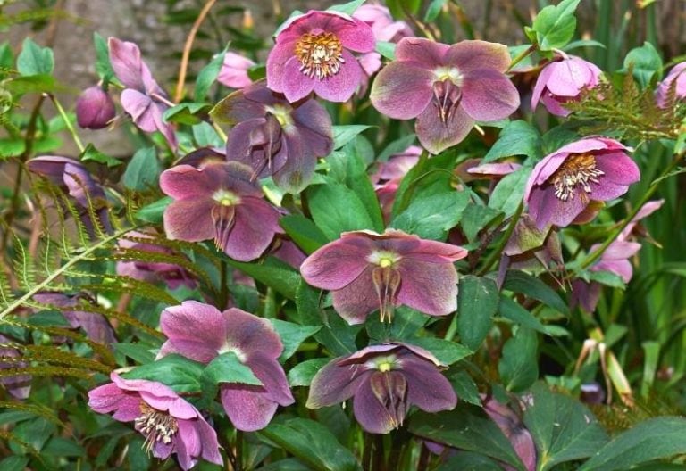 20 Deer-Resistant Perennial Plants & Flowers For Your Garden