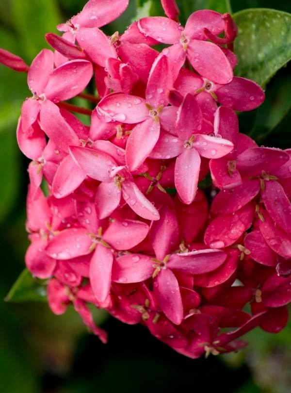 15 Heat-Tolerant Container Garden Plants For Sunny Areas