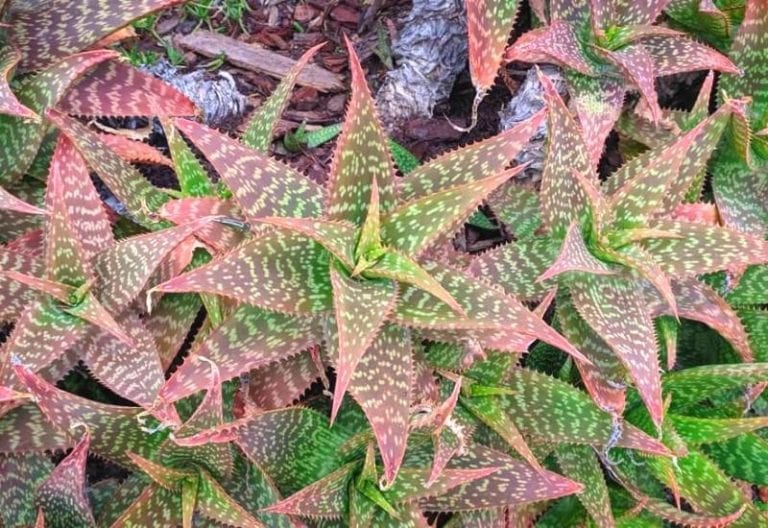 15 Great Succulent Ground Covers For Lush, Low-Water Gardens