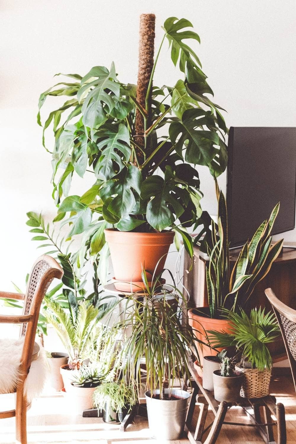15 Gorgeous Tropical Plants That Thrive Indoors - Gardening Chores