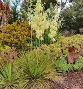 18 Unusual Yucca Plant Varieties With Care Tips - Gardening Chores
