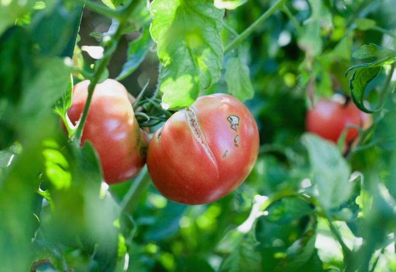Why Tomatoes Split on the Vine — and the Simple Steps to Prevent It