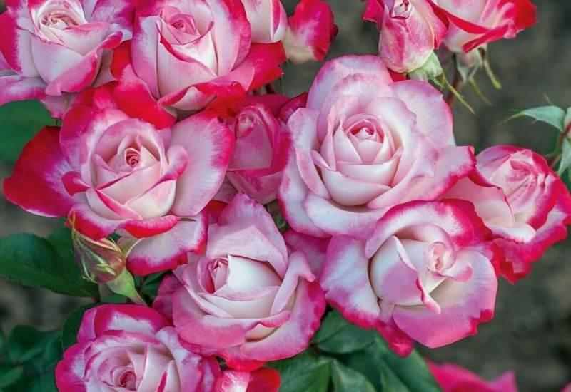 15 Gorgeous Varieties of Floribunda Roses to Adorn Your Garden