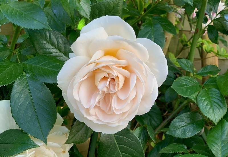 15 Gorgeous Varieties of Floribunda Roses to Adorn Your Garden