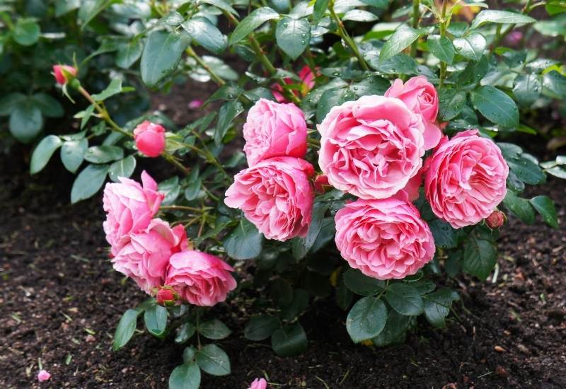 15 Gorgeous Varieties of Floribunda Roses to Adorn Your Garden